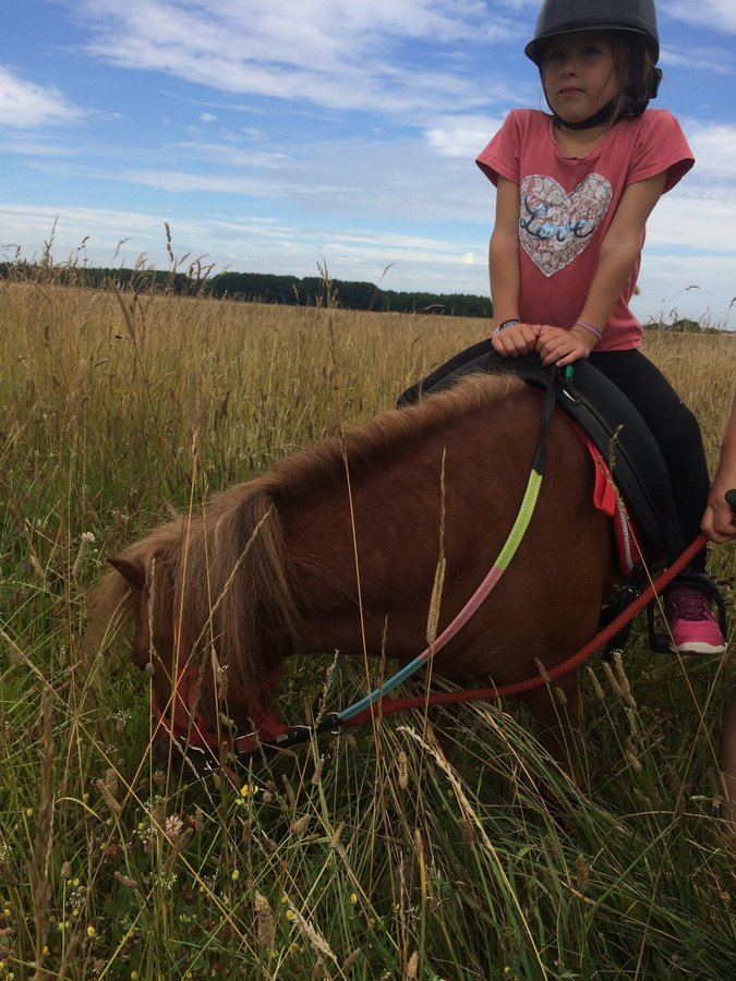 Loisirs Visite, balade: Promenades à poneys (accompagnées) - Huldenberg ...
