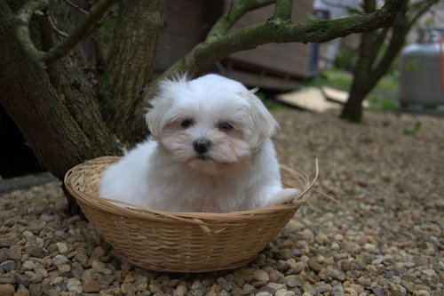 Magnifique Bichon maltais nain - Chiens-chats.be