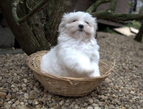 Magnifique Bichon maltais nain - Chiens-chats.be