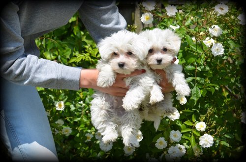 Chiots Bichon maltais nain - Chiens-chats.be