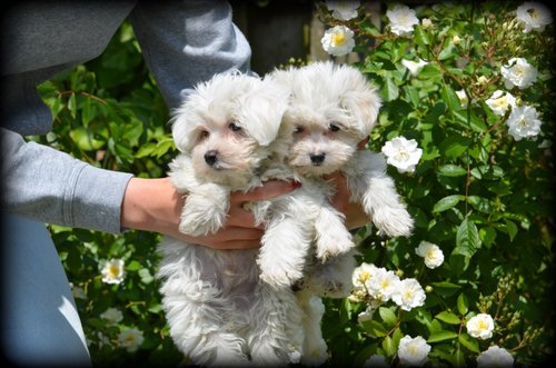 Chiots Bichon maltais nain - Chiens-chats.be