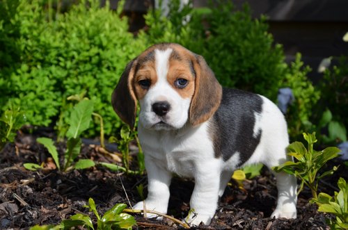 Chiots Beagle - Chiens-chats.be
