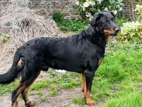 Chiots Beaucerons . - Chiens-chats.be