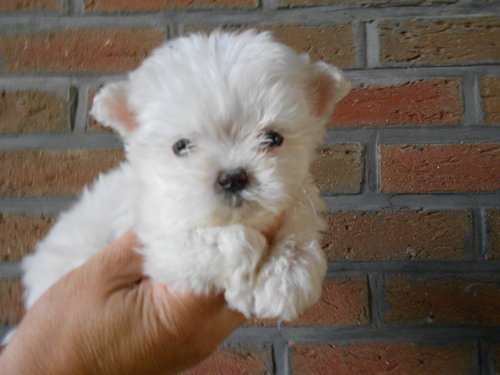 Bichon maltais nain - Chiens-chats.be