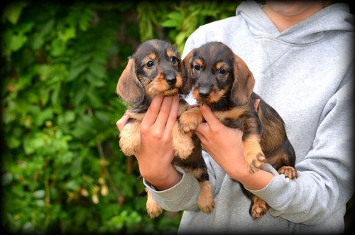 Chiots Teckel nain - Chiens-chats.be