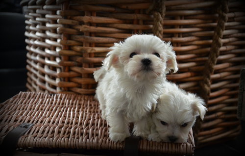 Chiots Bichon maltais nain - Chiens-chats.be