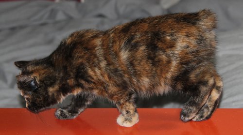 Manx Stumpy, race très rare - Chiens-chats.be