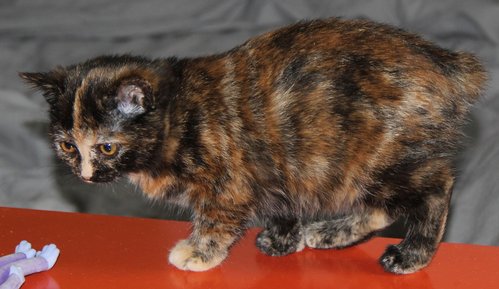 Manx Stumpy, race très rare - Chiens-chats.be