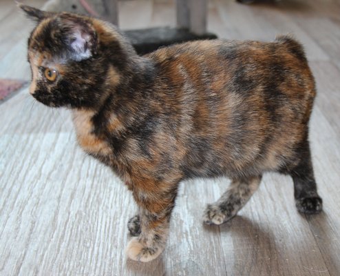 Manx Stumpy, race très rare - Chiens-chats.be