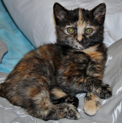 Manx Stumpy, race très rare - Chiens-chats.be