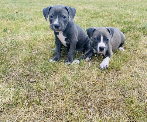 Américan Staff - Chiens-chats.be