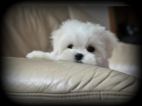 Chiots Bichon Maltais nain - Chiens-chats.be