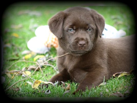 Chiots Labrador chocolat - Chiens-chats.be