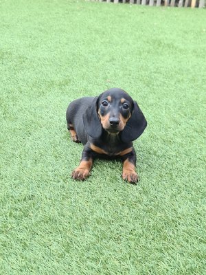 Chiots Teckel nain (beaux couleures, poil court) - Chiens-chats.be