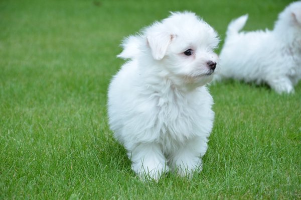 Chiots Bichon Maltais nain - Chiens-chats.be