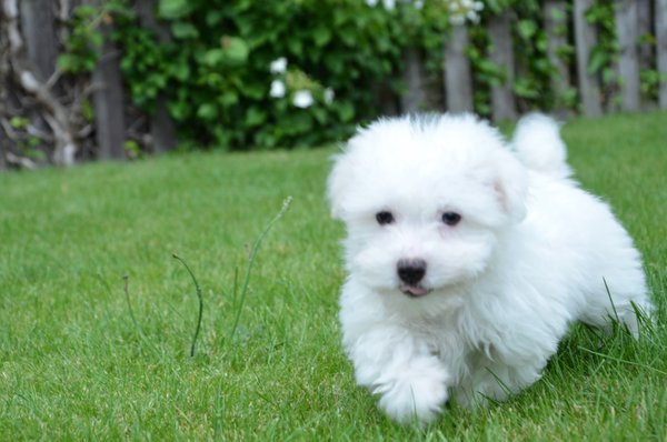 Chiots Bichon Maltais nain - Chiens-chats.be