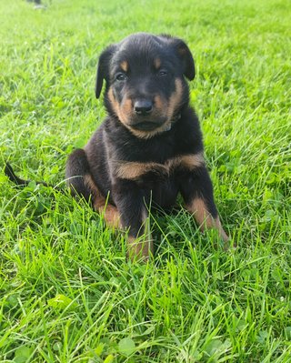Chiots Beauceron - Chiens-chats.be