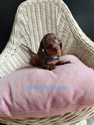 Bébé teckel femelles poil court chocolat - Chiens-chats.be