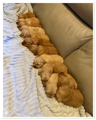 Magnifiques chiots golden retriever doré - Chiens-chats.be