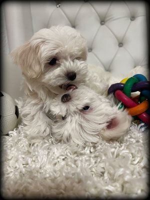Chiots Bichon Maltais nain - Chiens-chats.be