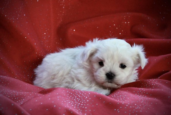 Bichons maltais nains - Chiens-chats.be