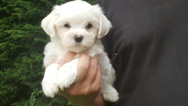 Bichon maltais nain - Chiens-chats.be