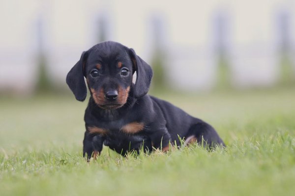 Teckel nain chiots Belge, Teckel nain a poils ras. - Chiens-chats.be